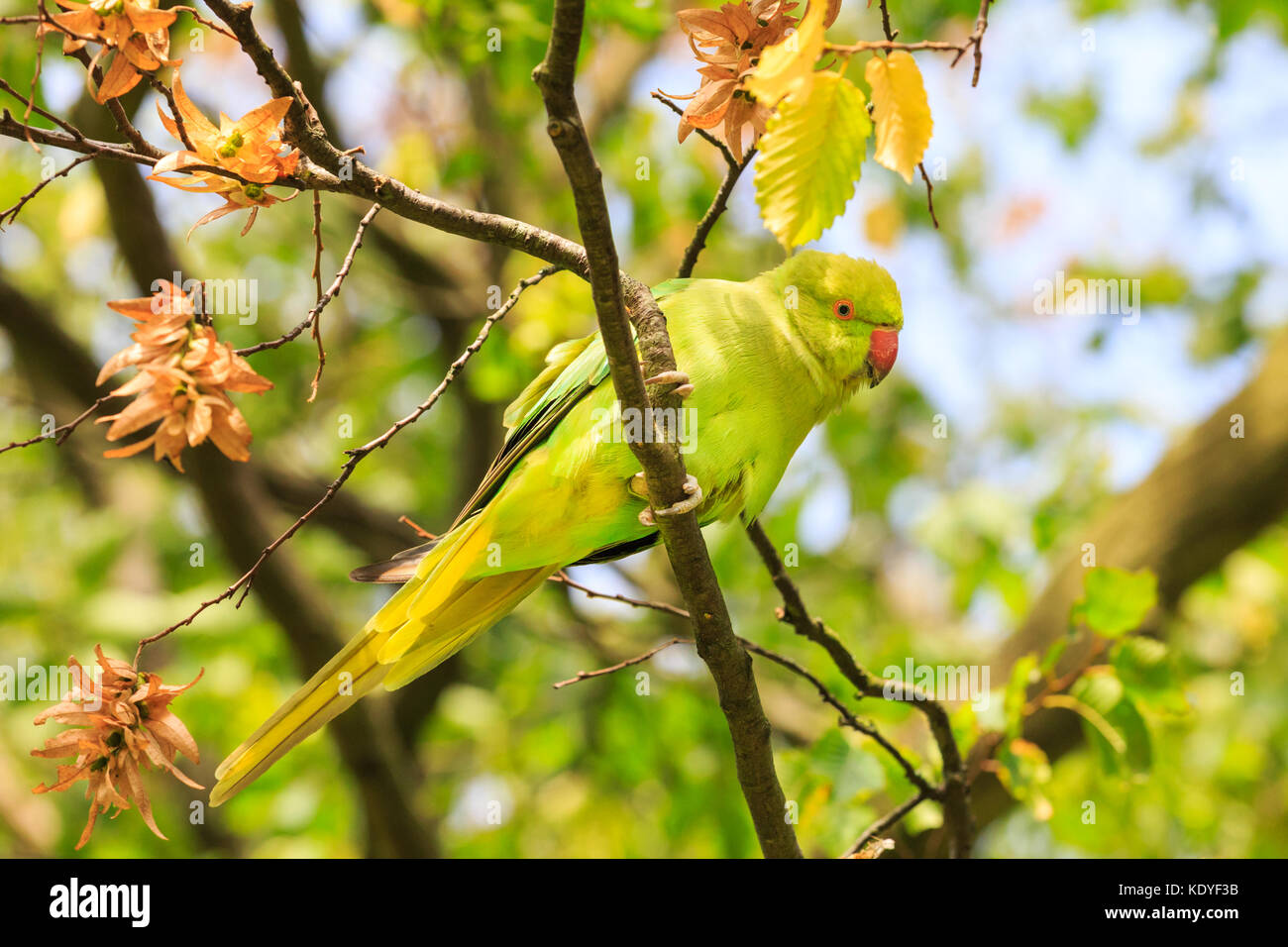 Cute feral ring-tailed parakeet, also rose-ringed parakeet (Psittacula ...
