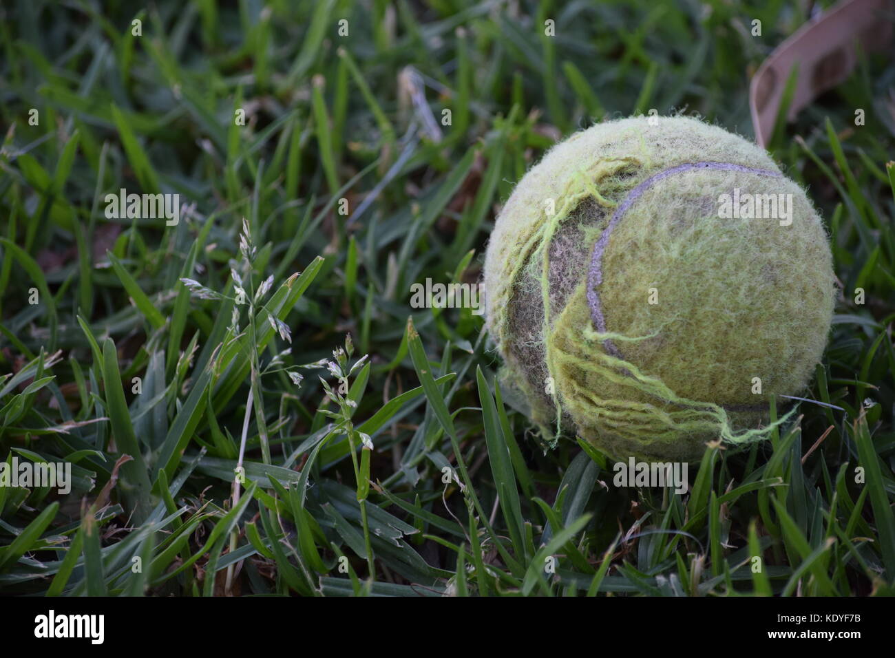 Tennis ball in grass hi-res stock photography and images - Alamy