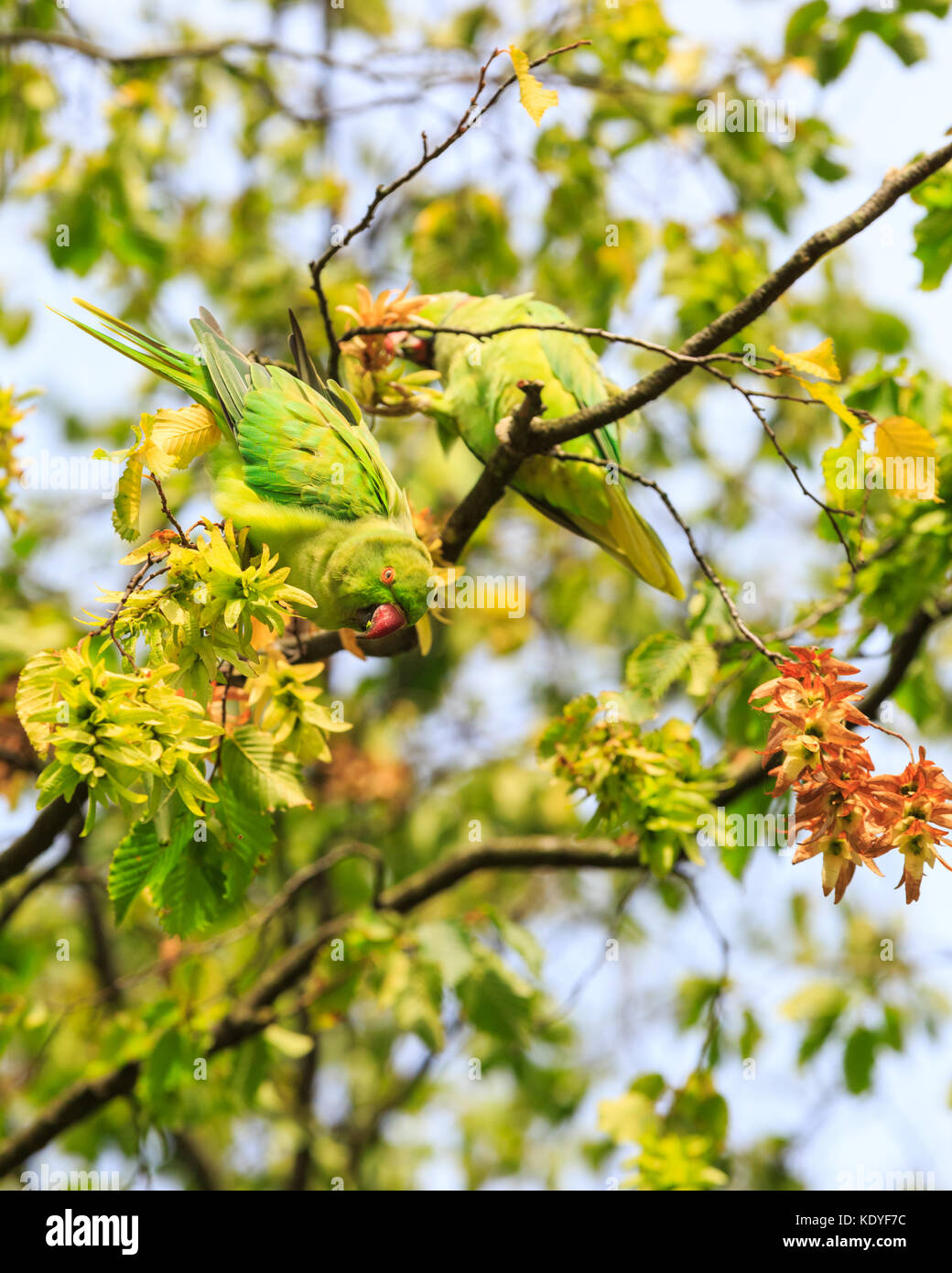 Cute feral ring-tailed parakeet, also rose-ringed parakeet (Psittacula ...