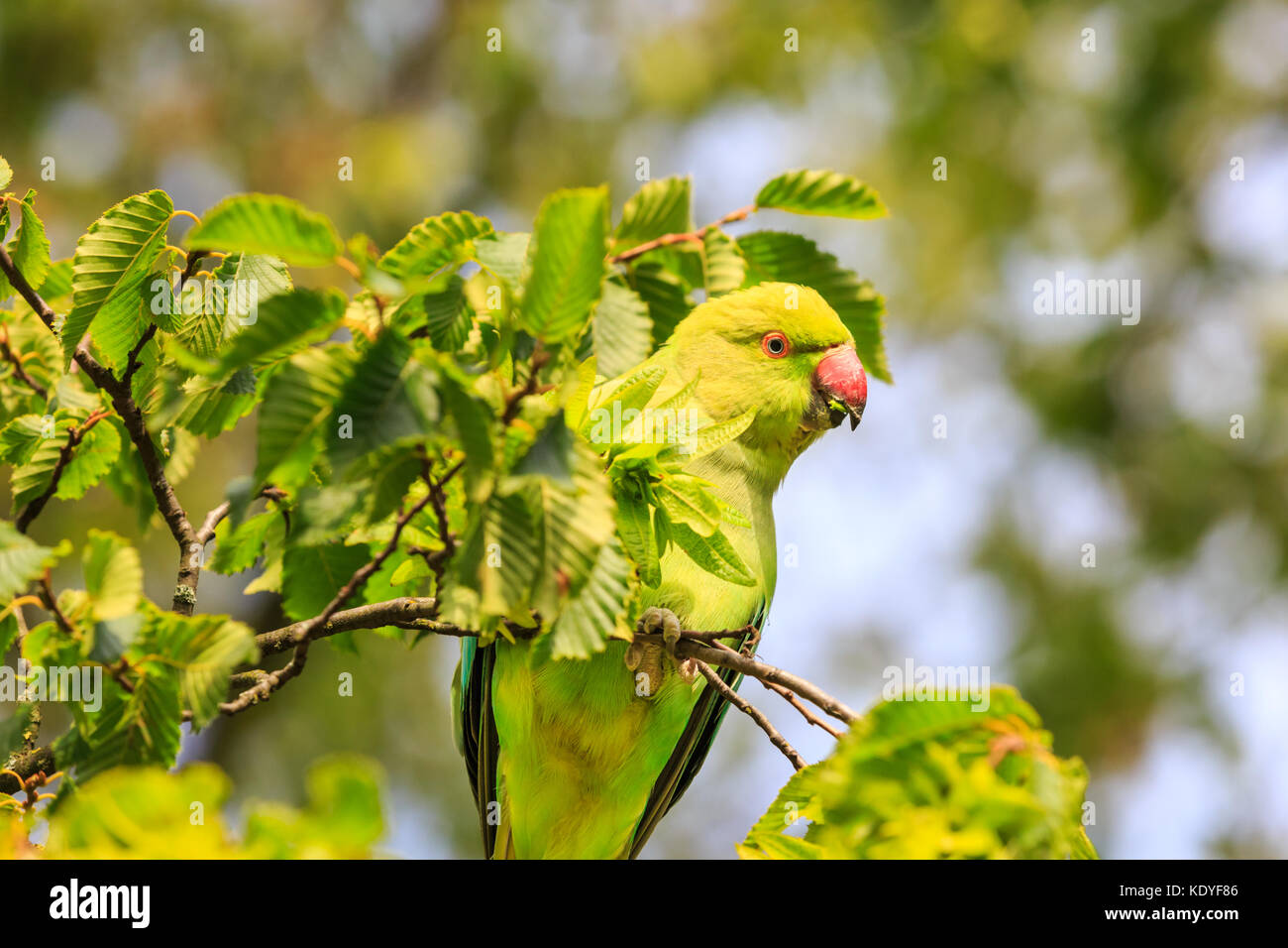 Cute feral ring-tailed parakeet, also rose-ringed parakeet (Psittacula ...