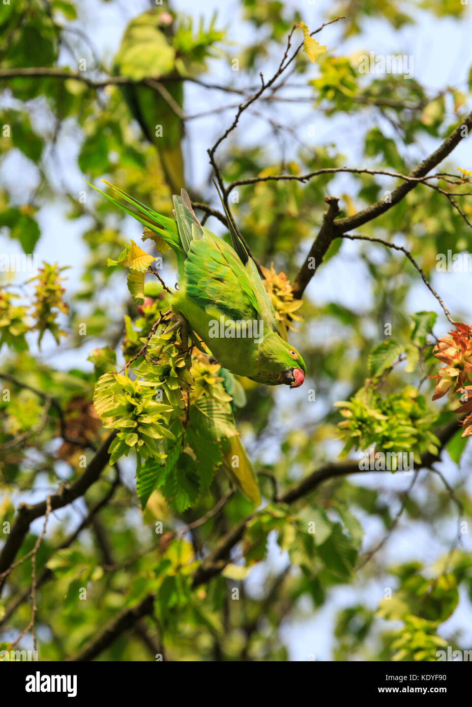 Cute feral ring-tailed parakeet, also rose-ringed parakeet (Psittacula ...