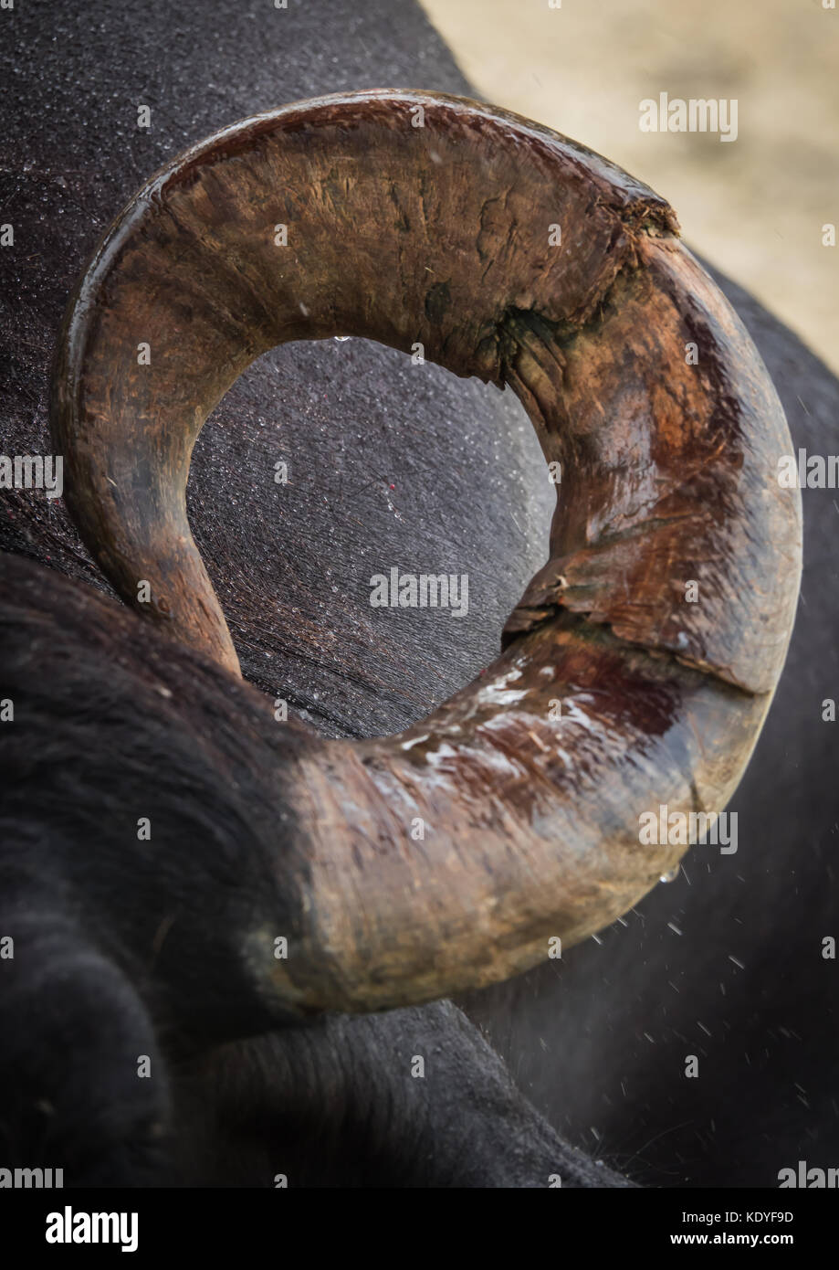 Horn of buffalo famous in Taketomi Island, Yaeyama Islands, Okinawa ...