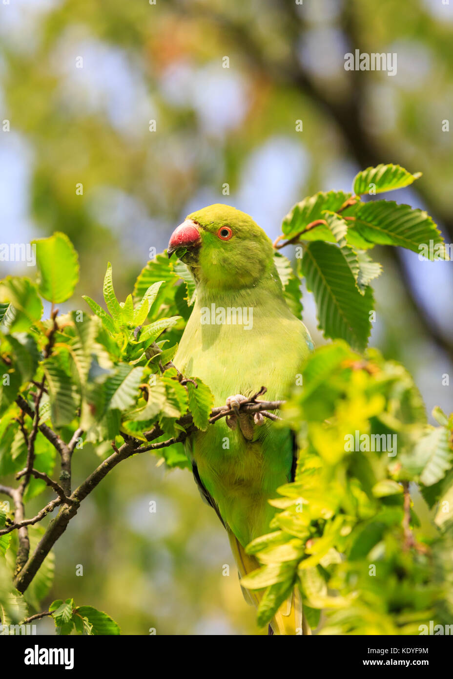 Cute feral ring-tailed parakeet, also rose-ringed parakeet (Psittacula ...