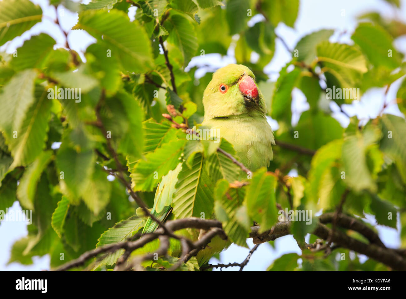Cute feral ring-tailed parakeet, also rose-ringed parakeet (Psittacula ...