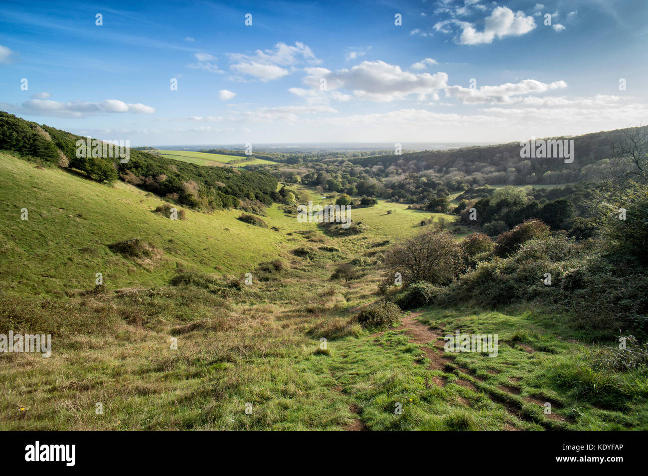 Kingley Vale, country park and nature reserve on the Sussex Downs, UK ...