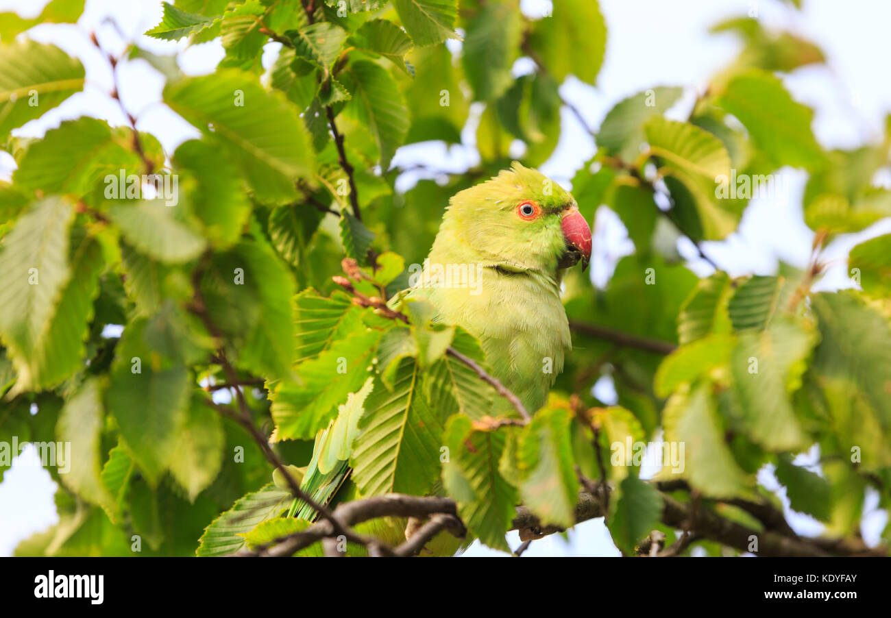 Cute feral ring-tailed parakeet, also rose-ringed parakeet (Psittacula ...