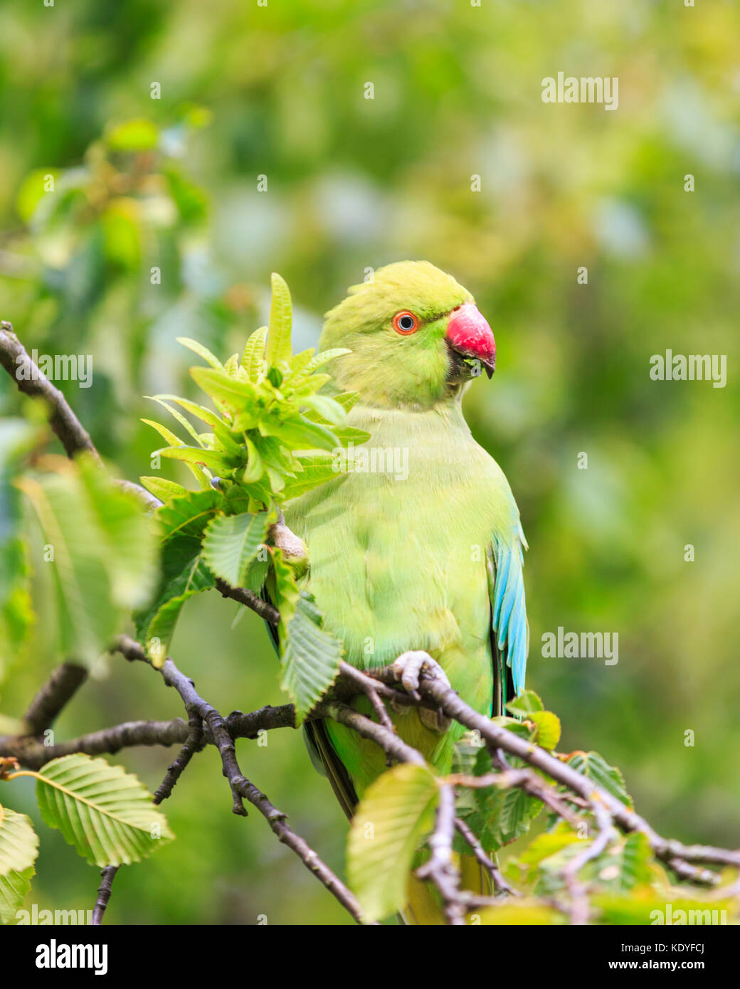 Cute feral ring-tailed parakeet, also rose-ringed parakeet (Psittacula ...