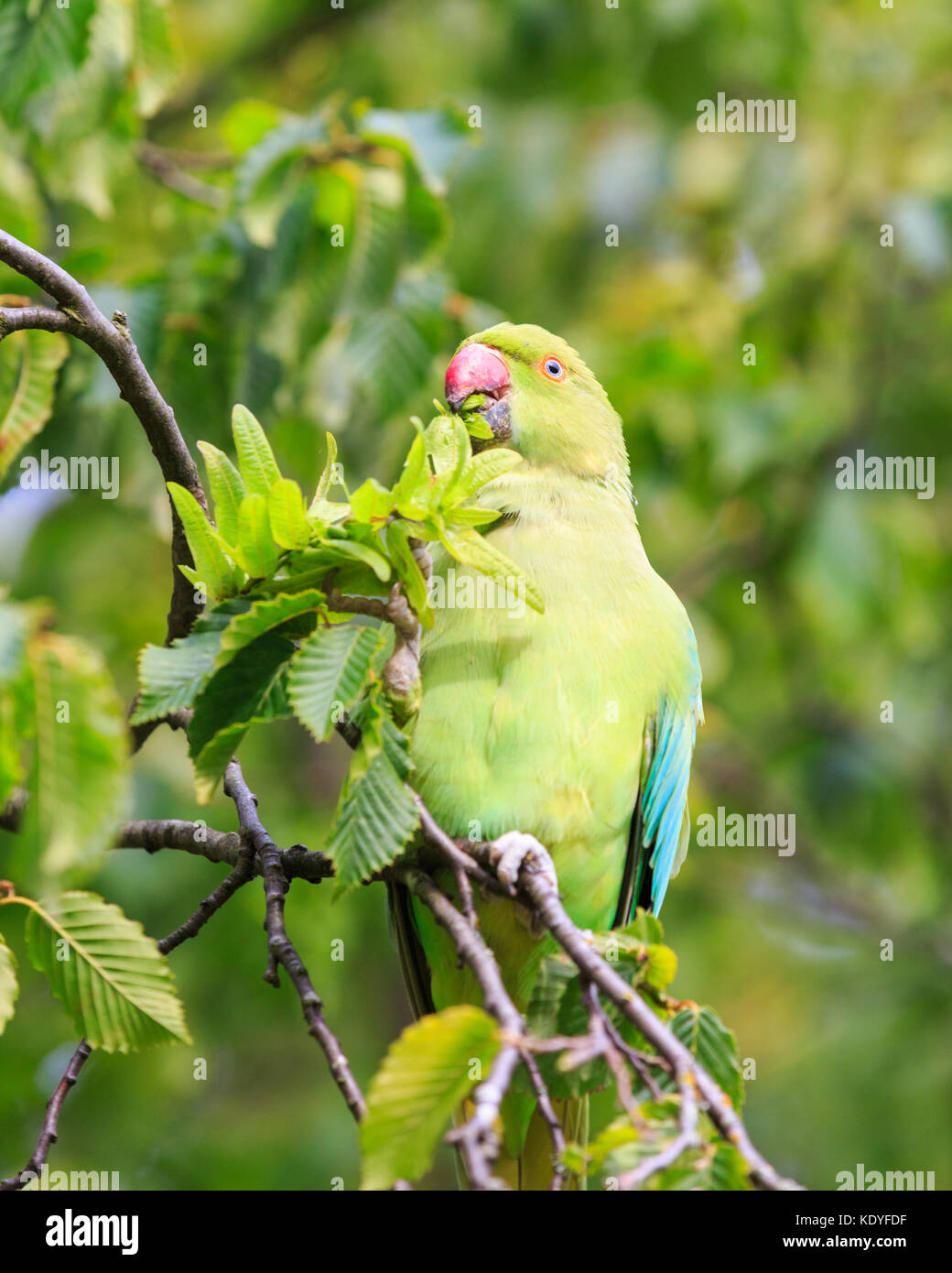 Cute feral ring-tailed parakeet, also rose-ringed parakeet (Psittacula ...