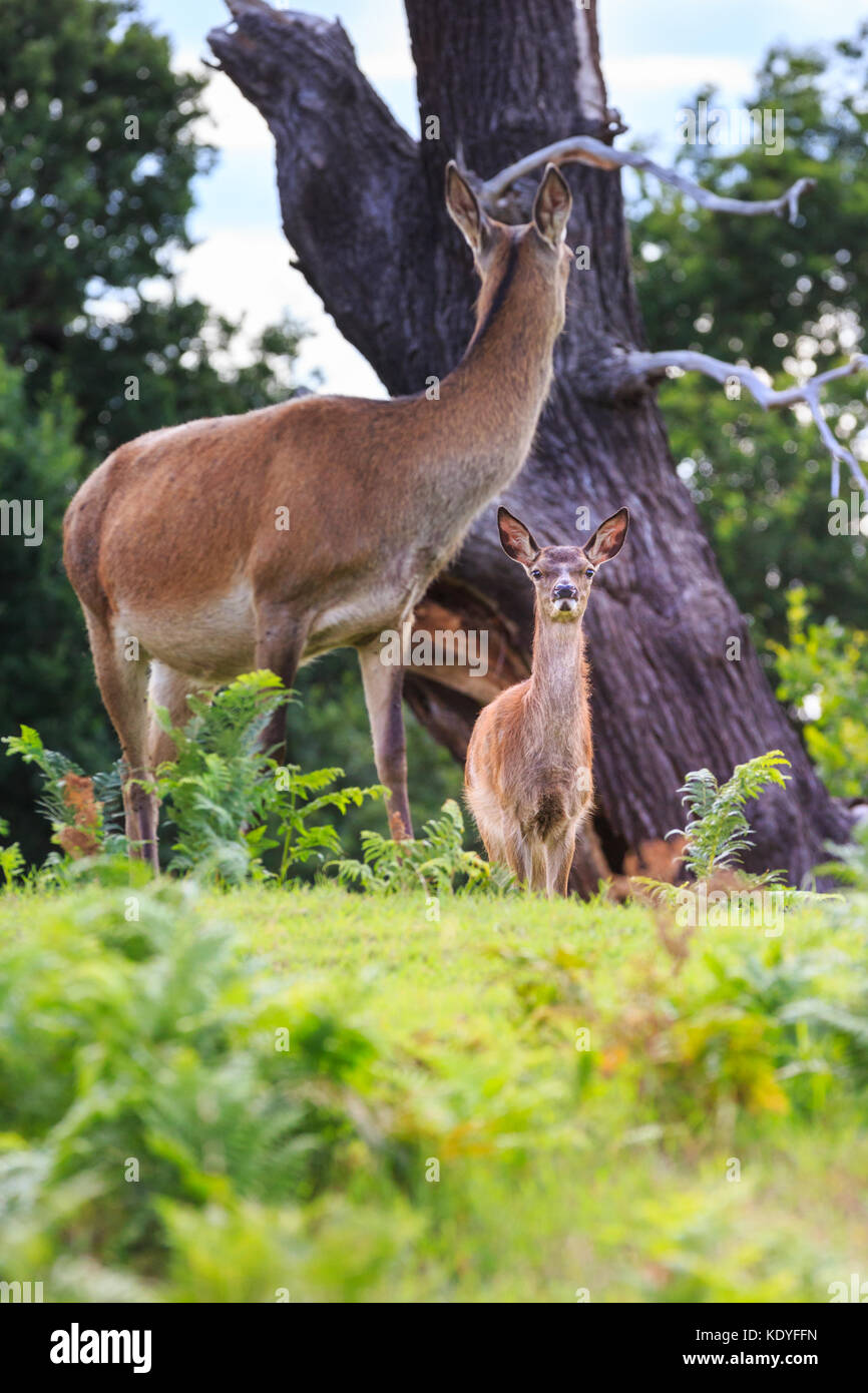Adult female red deer hind (Cervus elaphus) looks back at her young ...
