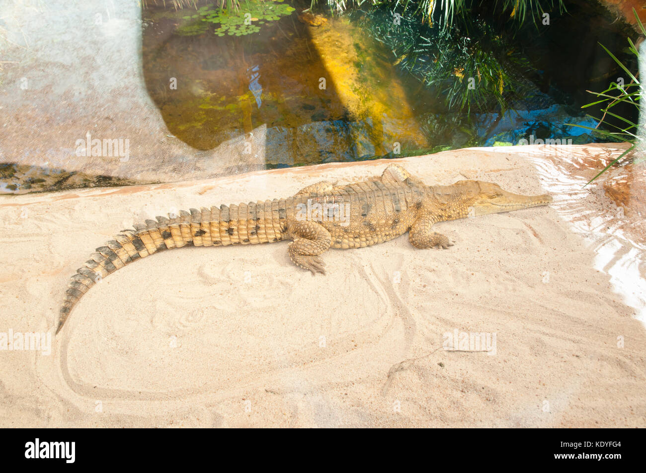 Australian crocodile hunter hi-res stock photography and images - Alamy