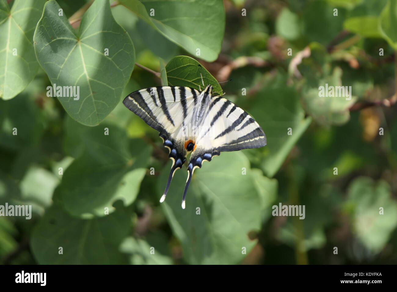Most beautiful butterfly hi-res stock photography and images - Alamy