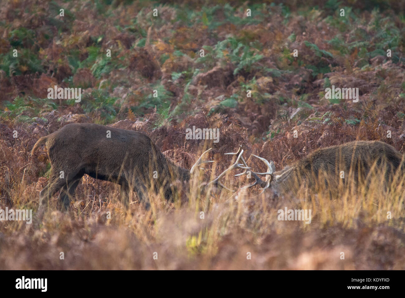 Red deer stags fighting with locked antlers during the autumn rutting ...