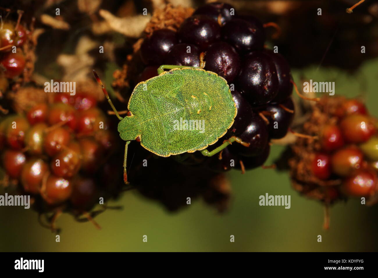 Common Green Shieldbug nymph Stock Photo - Alamy