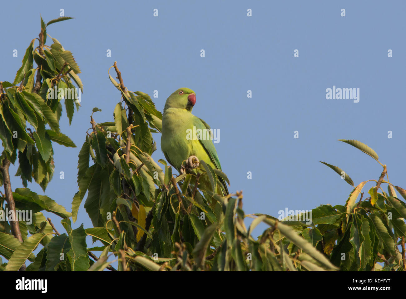 Ring-necked parakeet bird, also known as rose-ringed parakeet ...