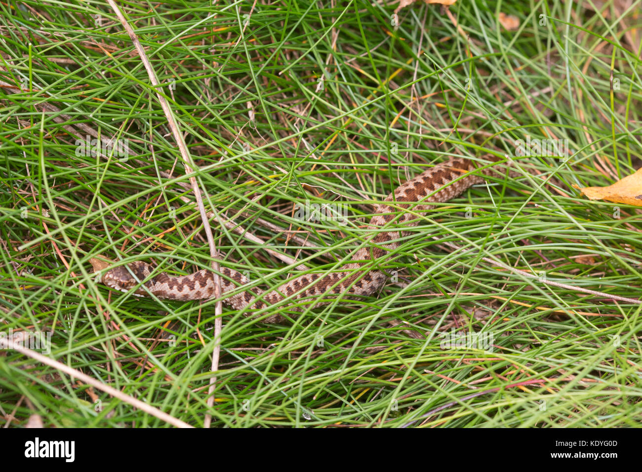 Basking juvenile adder (Vipera berus Stock Photo - Alamy