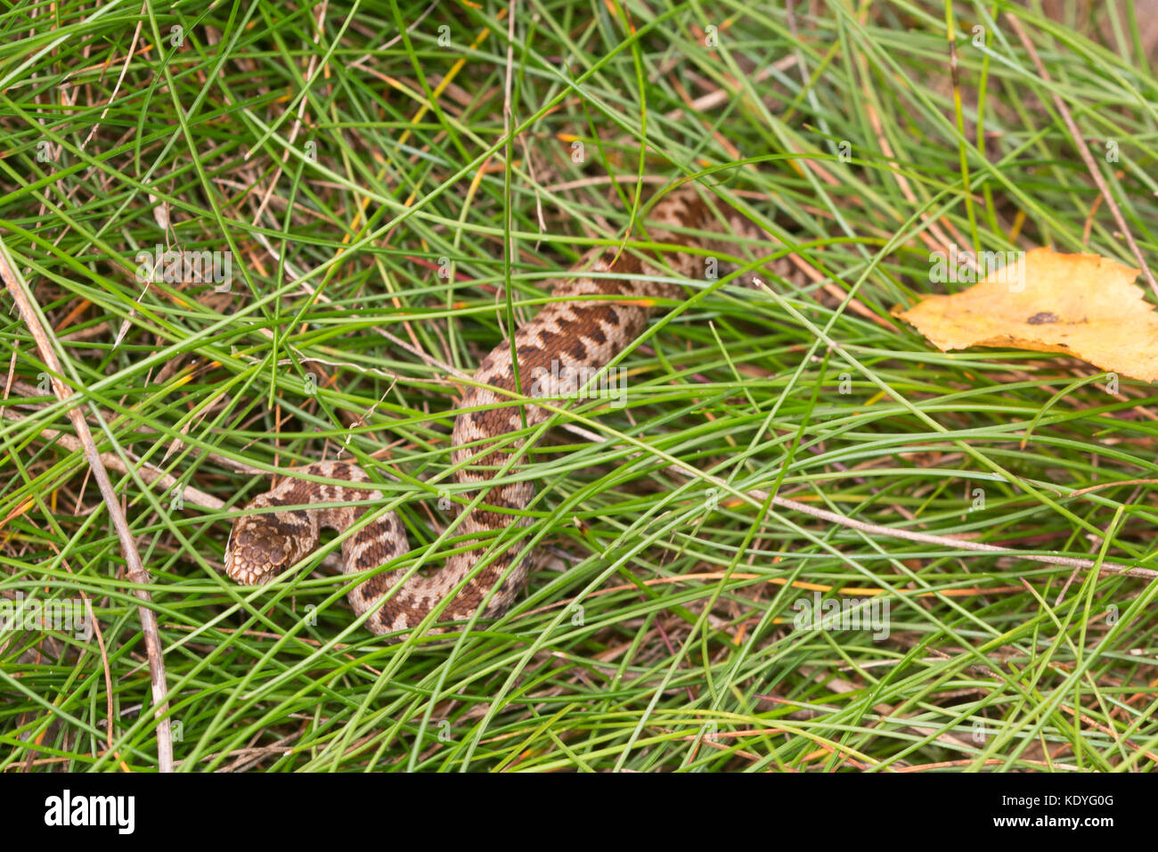Basking juvenile adder (Vipera berus Stock Photo - Alamy