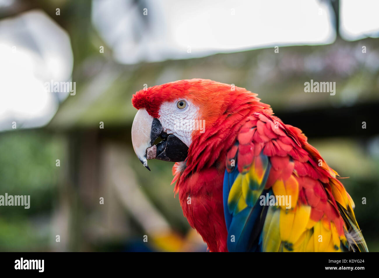 Polly and His Stone Stock Photo - Alamy