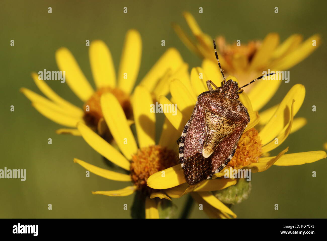 Adult Hairy Shieldbug Stock Photo - Alamy