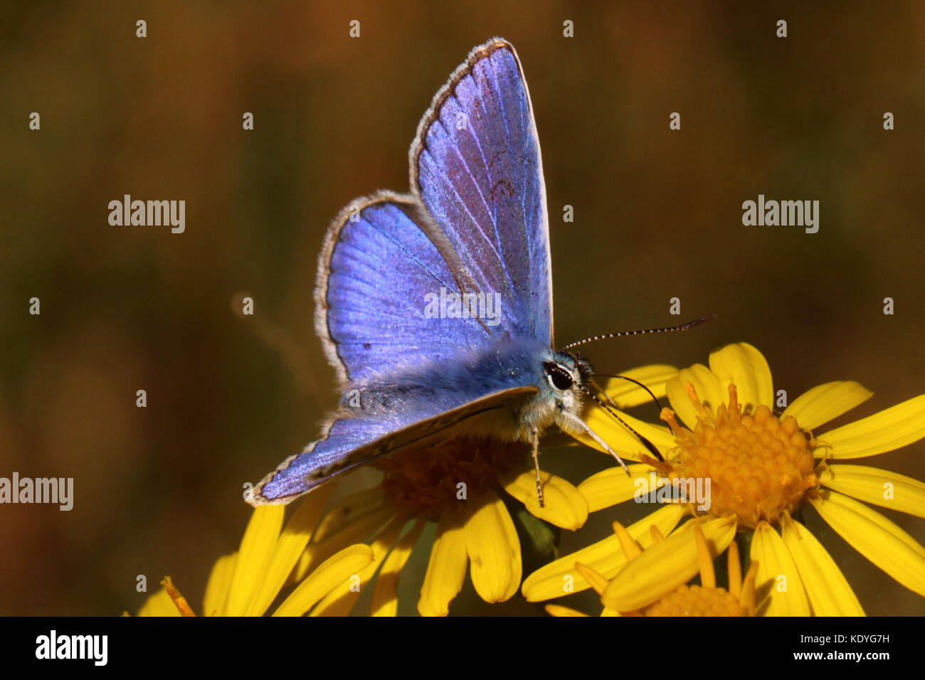 Male Common Blue butterfly Stock Photo - Alamy
