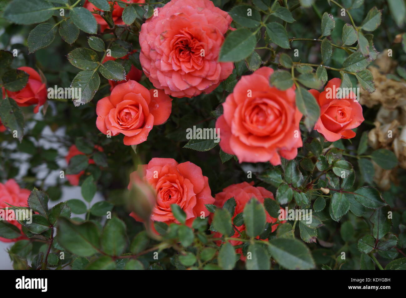 Planta verde y rosa hi-res stock photography and images - Alamy
