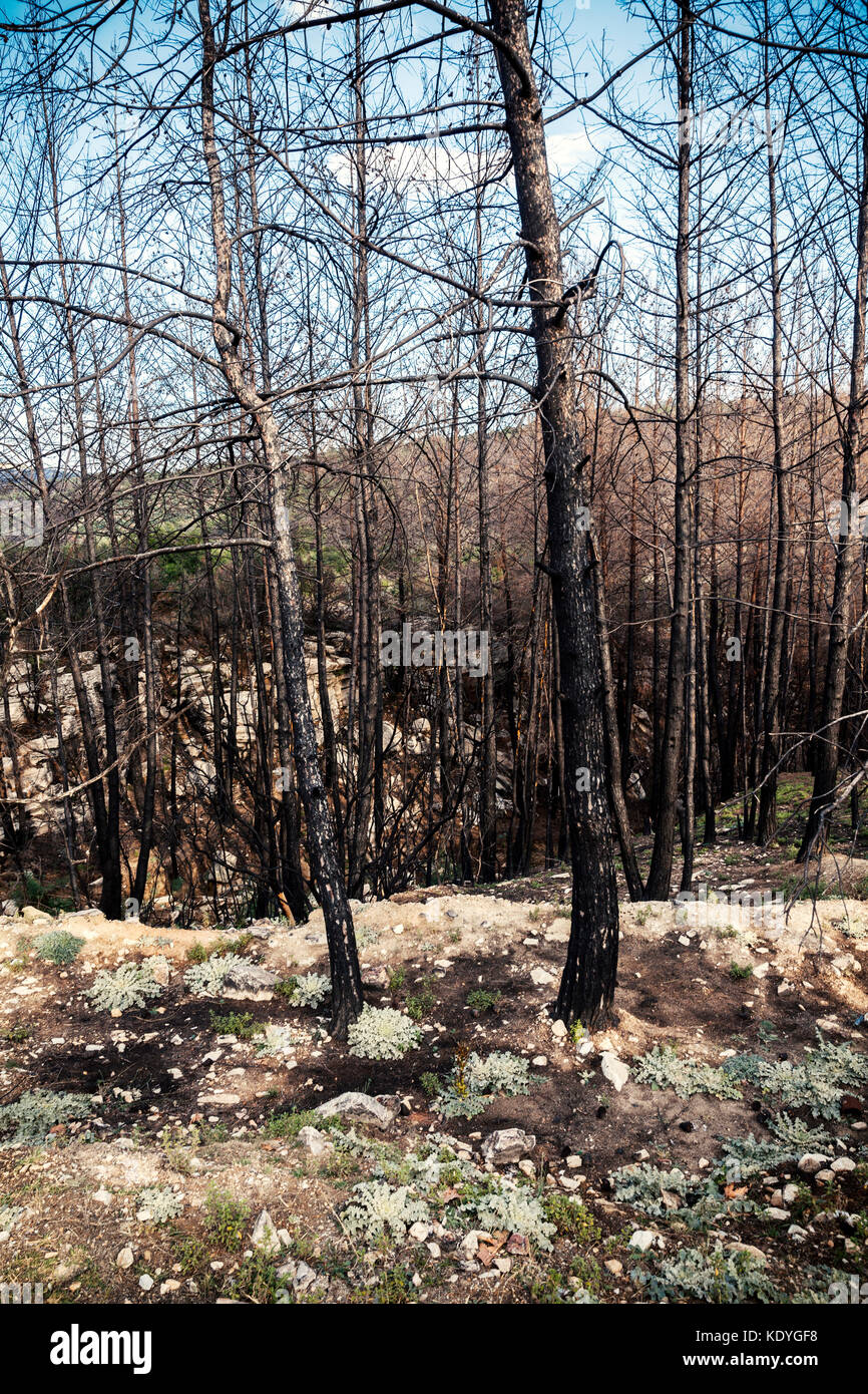 pine forest after fire, nature disaster Stock Photo - Alamy