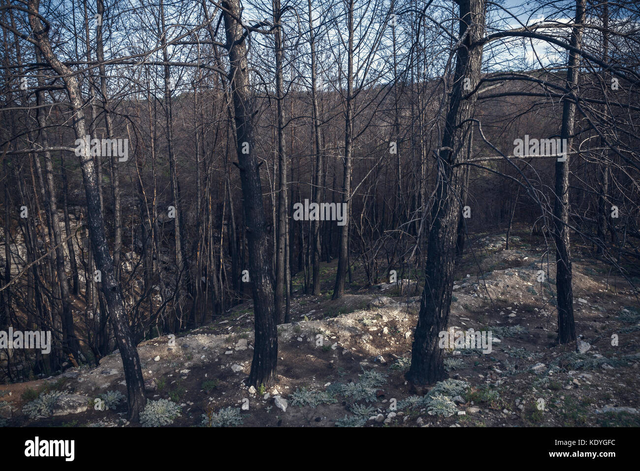 Forest after fire hi-res stock photography and images - Alamy
