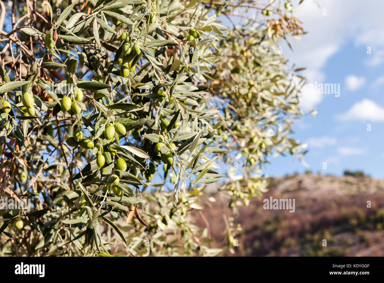 one olive tree in Greece Stock Photo - Alamy