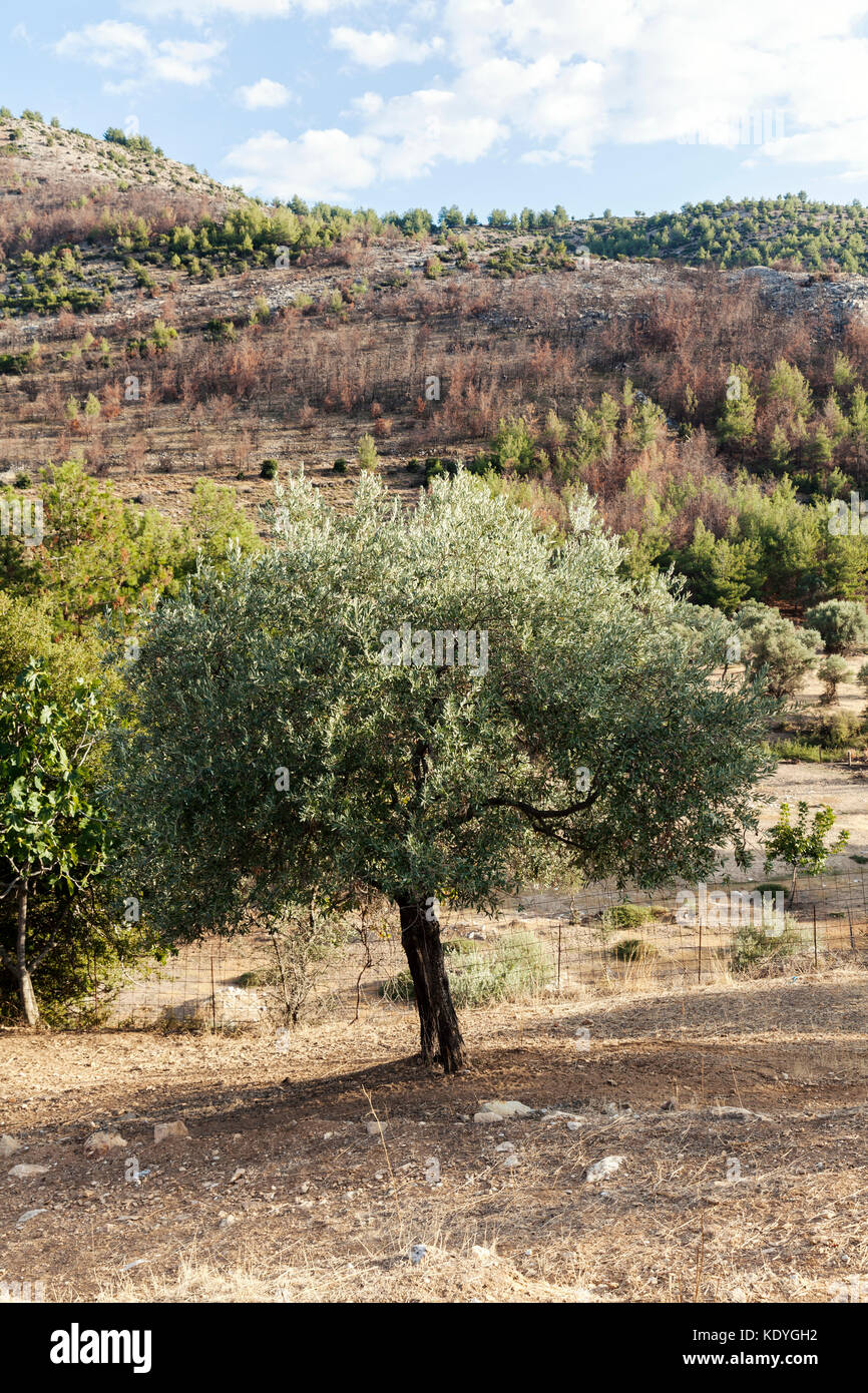 one olive tree in Greece Stock Photo - Alamy