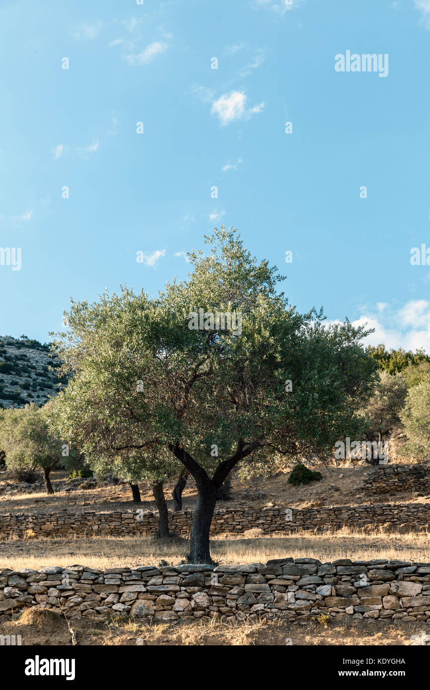 one olive tree in Greece Stock Photo - Alamy
