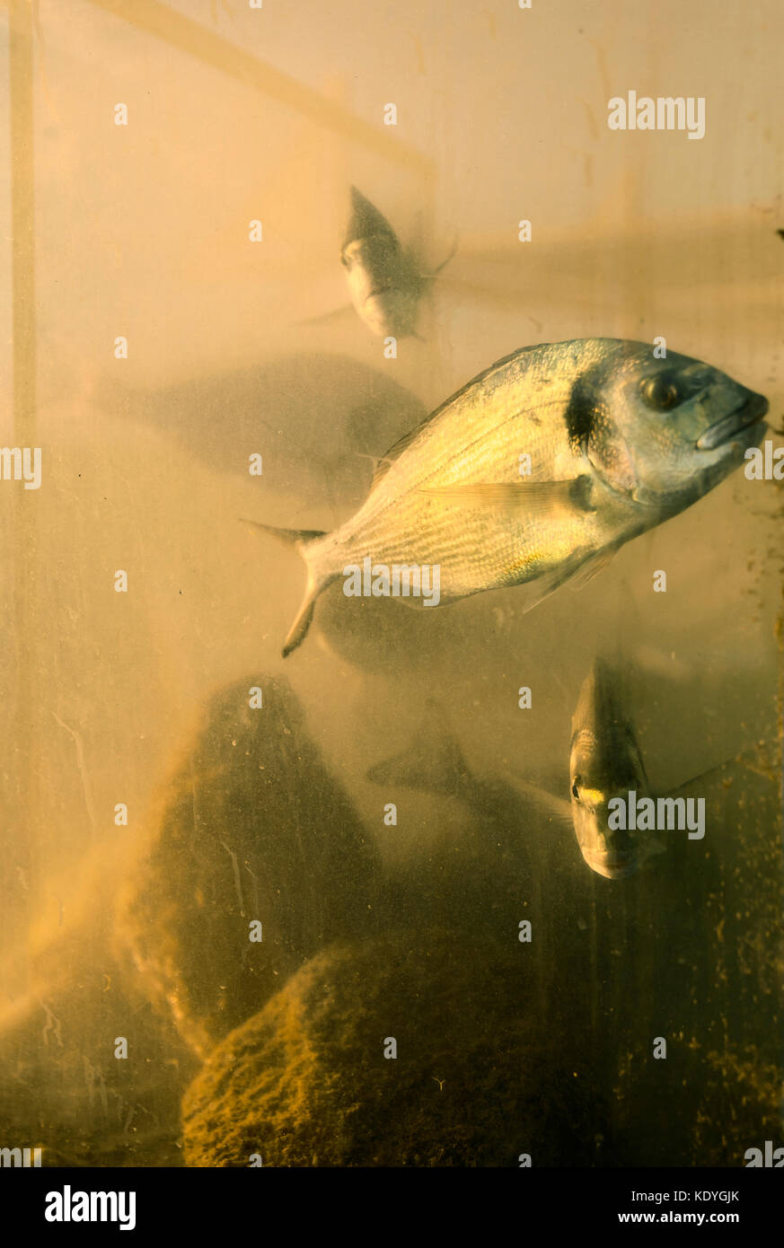 live orada fish in aquarium Stock Photo - Alamy