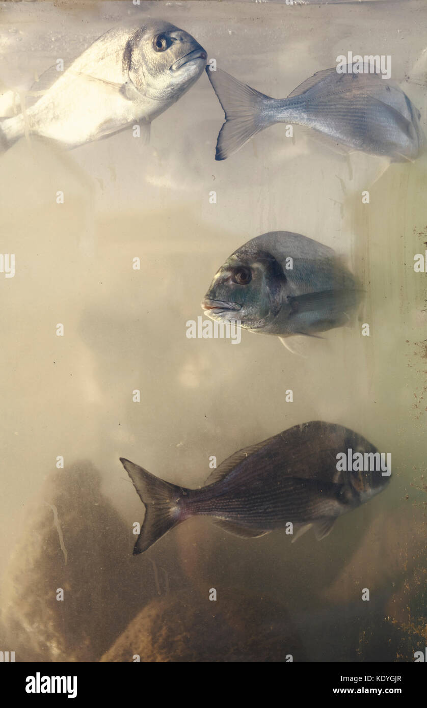 Sparus aurata aquarium hi-res stock photography and images - Alamy