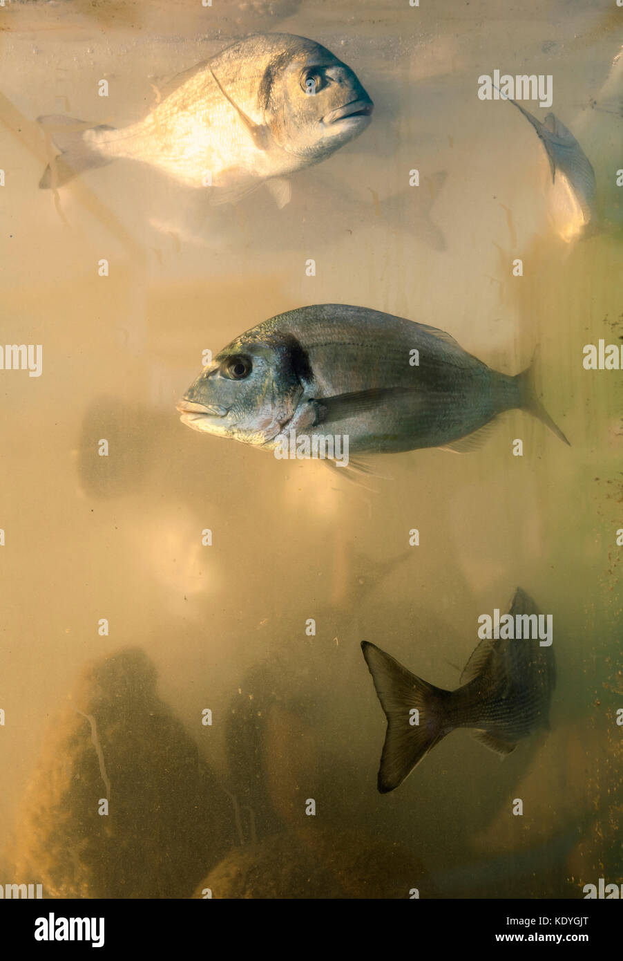 live orada fish in aquarium Stock Photo - Alamy