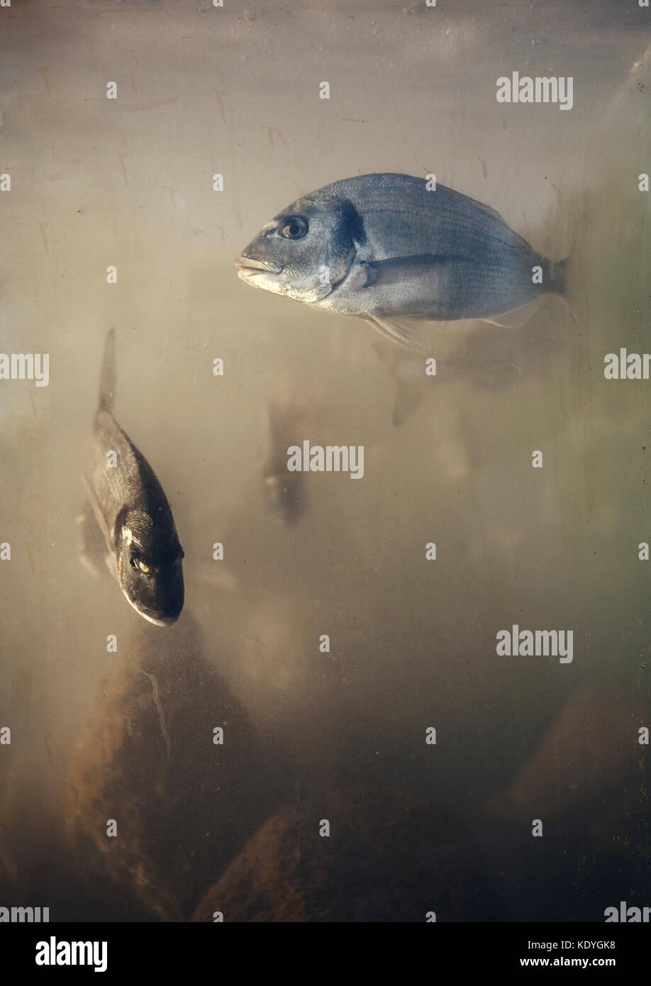 live orada fish in aquarium Stock Photo - Alamy