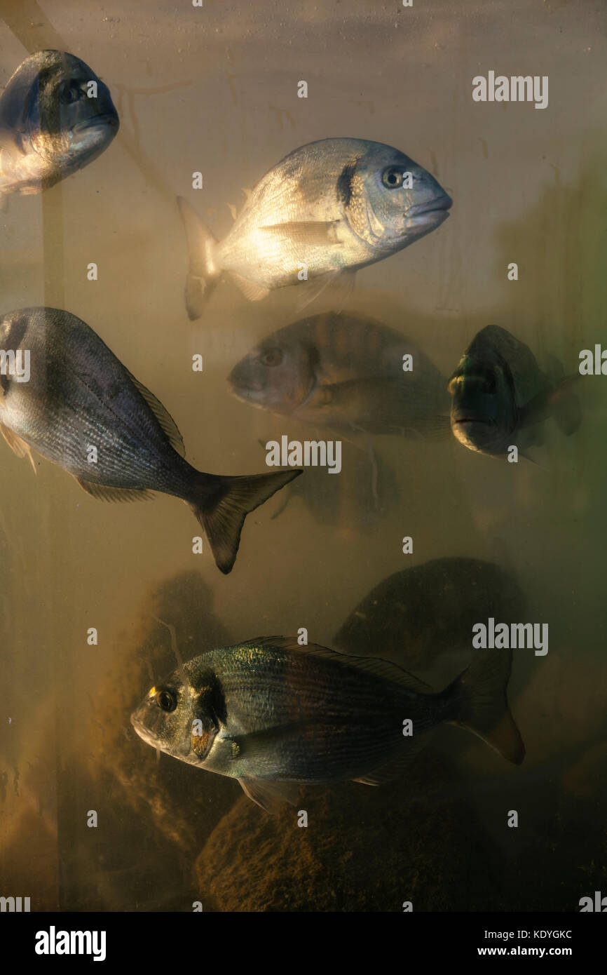 live orada fish in aquarium Stock Photo - Alamy