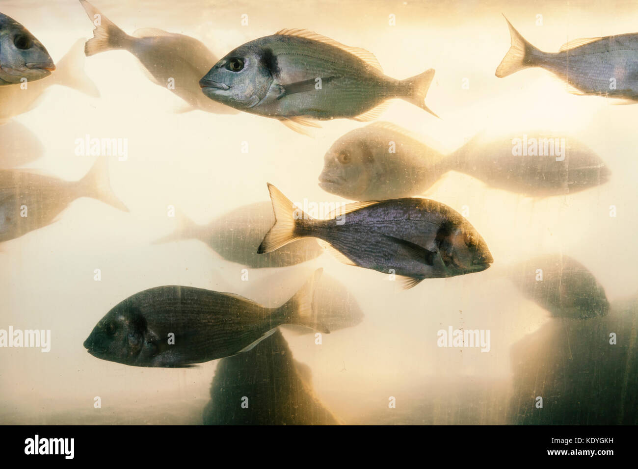 live orada fish in aquarium Stock Photo - Alamy