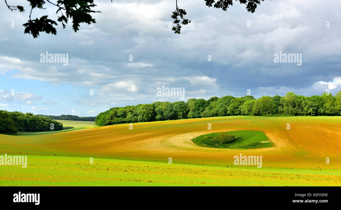 Golden and green fields with ploughing contours around small hill ...