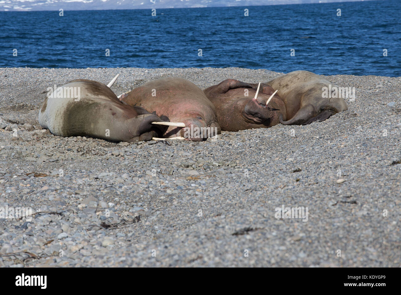 Walrus Sleep High Resolution Stock Photography and Images - Alamy