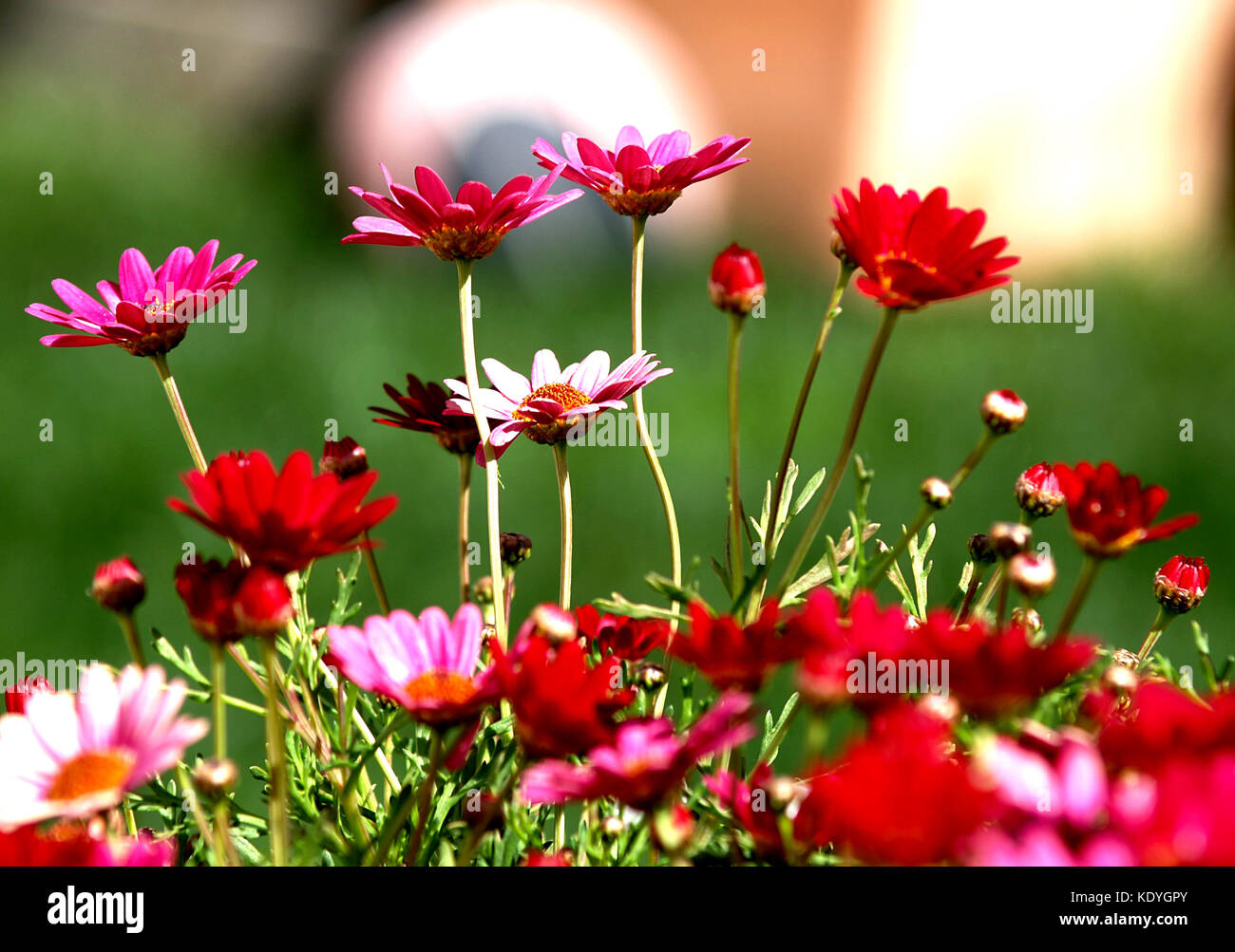drops on red daisies after rain Stock Photo - Alamy