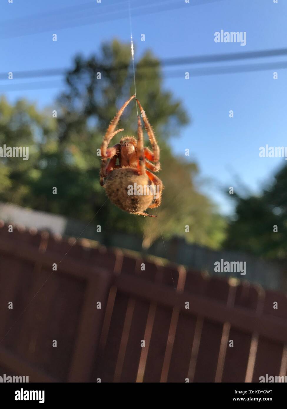 Charlotte the spider hi-res stock photography and images - Alamy