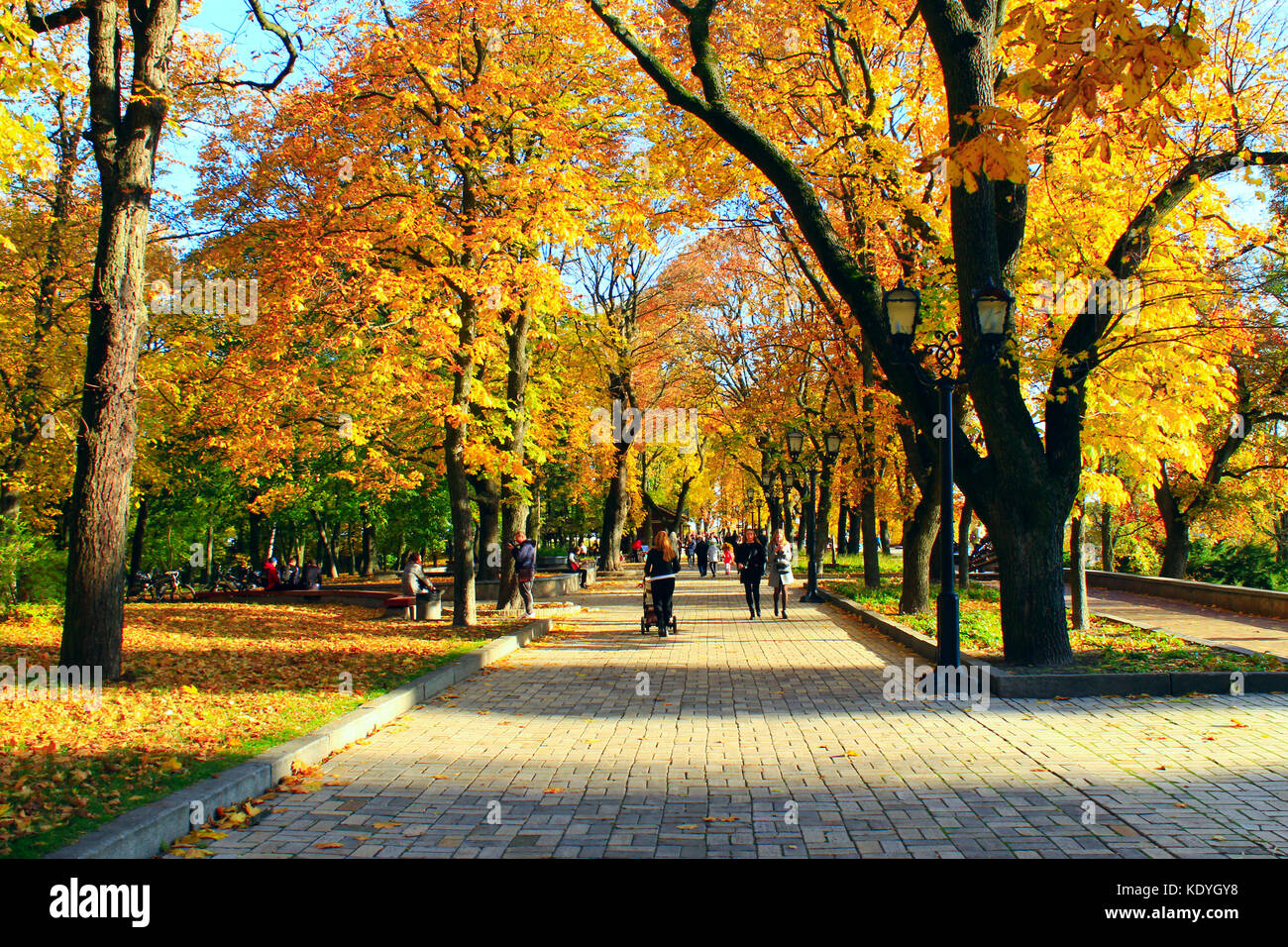 Autumnal park with promenade path and big trees Stock Photo - Alamy