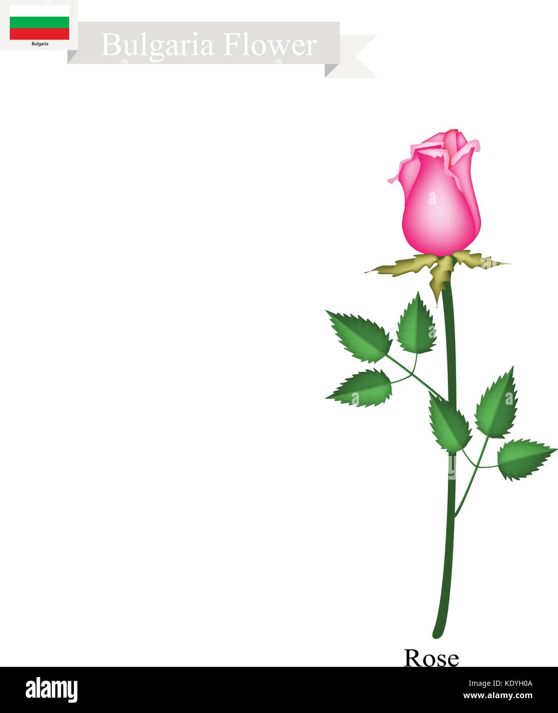 Bulgarian Flower, Illustration of Rose Flowers. The National Flower of ...