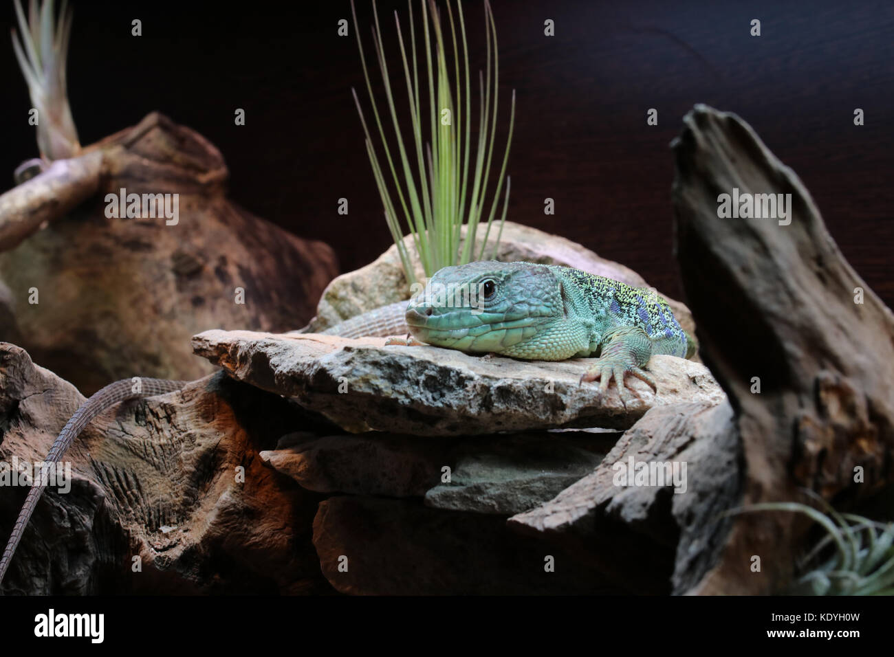 Jewelled Lizard Lacerta Lepida High Resolution Stock Photography and ...