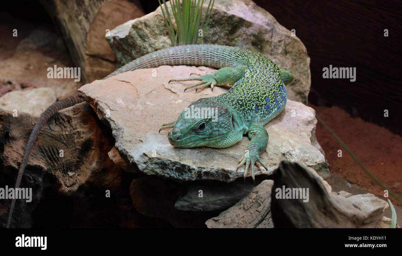 Jewelled Lacerta (eyed lizard) Male basking Stock Photo - Alamy
