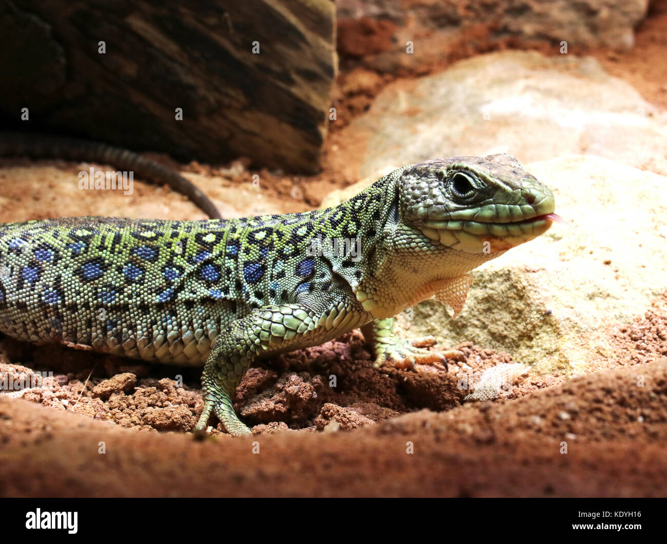 Jeweled Lacerta Articles