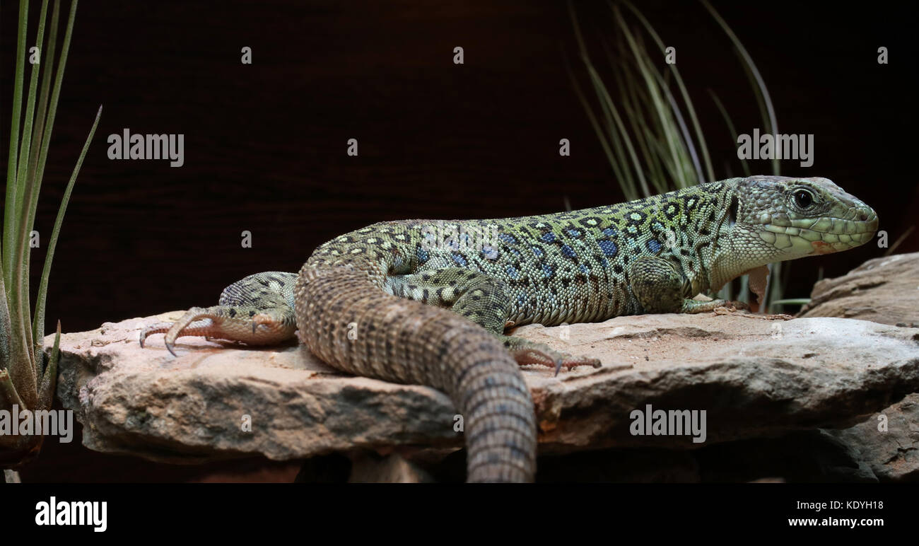 Jewelled Lacerta (eyed lizard) female basking Stock Photo - Alamy