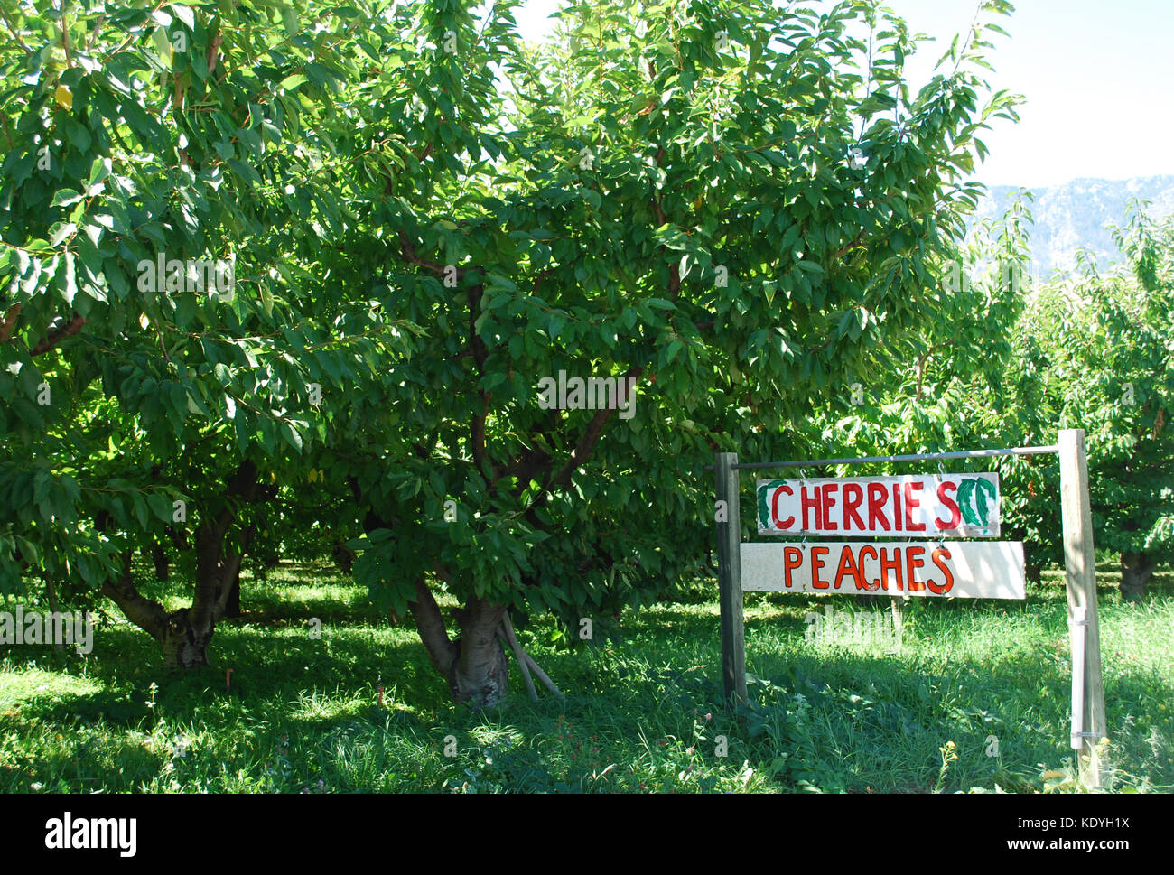 Fruit Orchard signs - Cherries and Peaches in Eastern Washington State ...