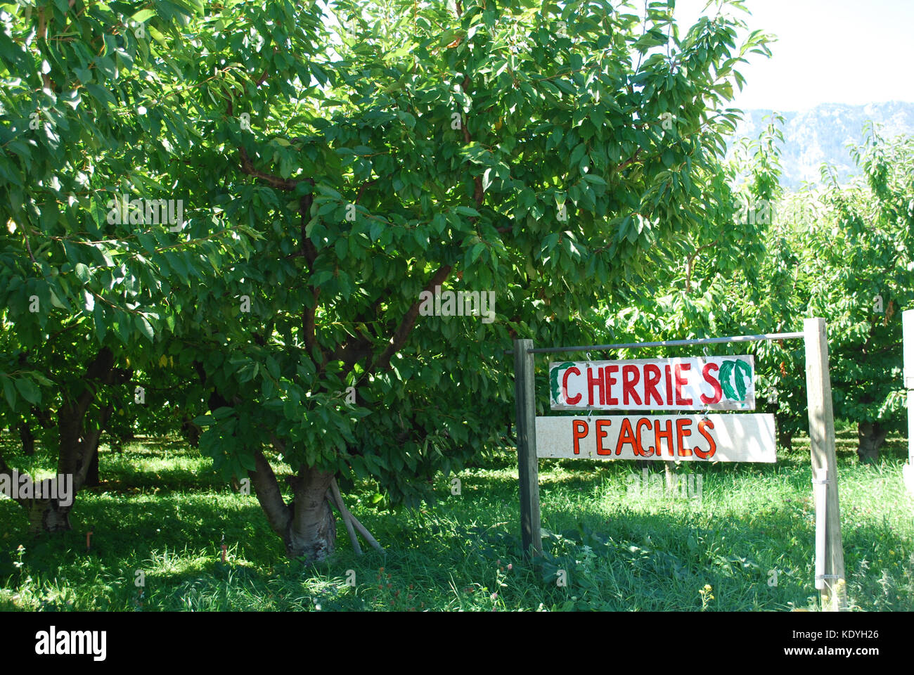 Fruit Orchard signs - Cherries and Peaches in Eastern Washington State ...