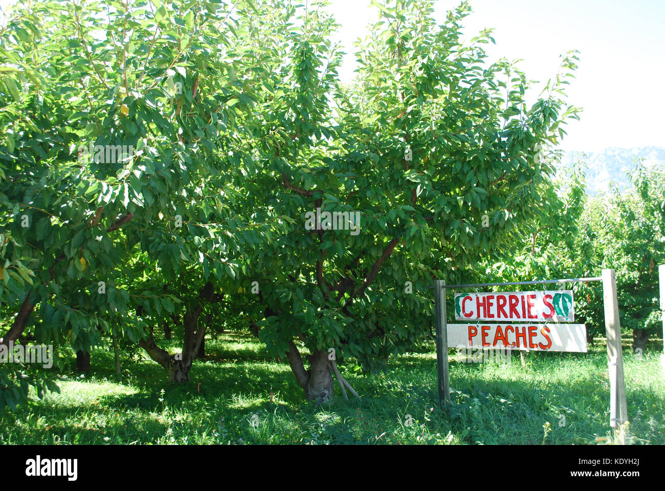 Fruit Orchard signs - Cherries and Peaches in Eastern Washington State ...