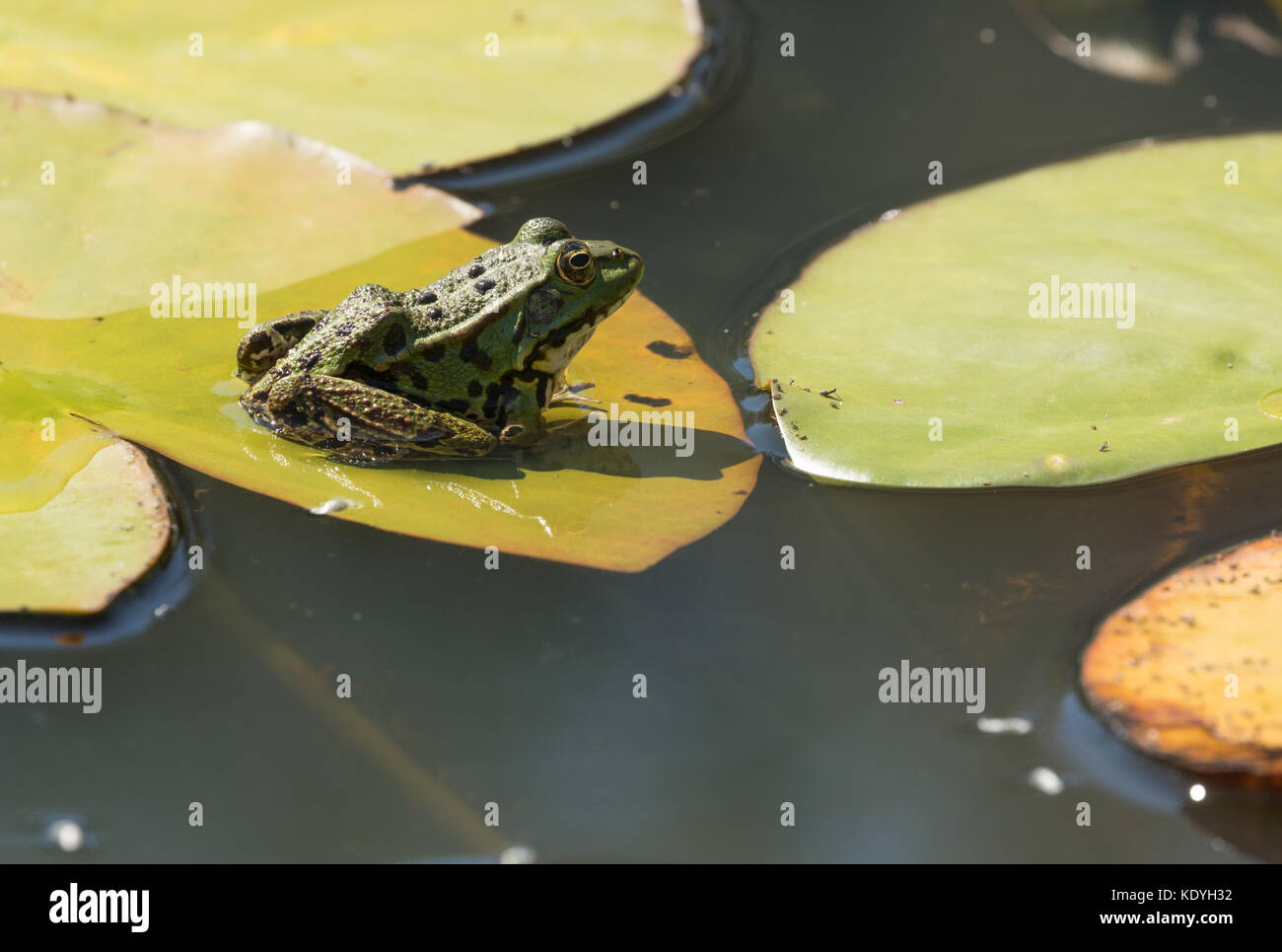Edible frog sitting on a lily pad in a pond in France Stock Photo - Alamy