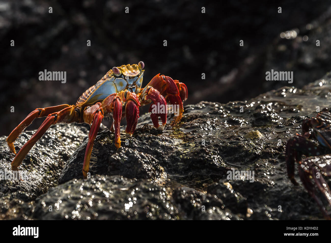 Sally lightfoot crab, grapsus grapsus, Galapagos Islands, Ecuador Stock ...